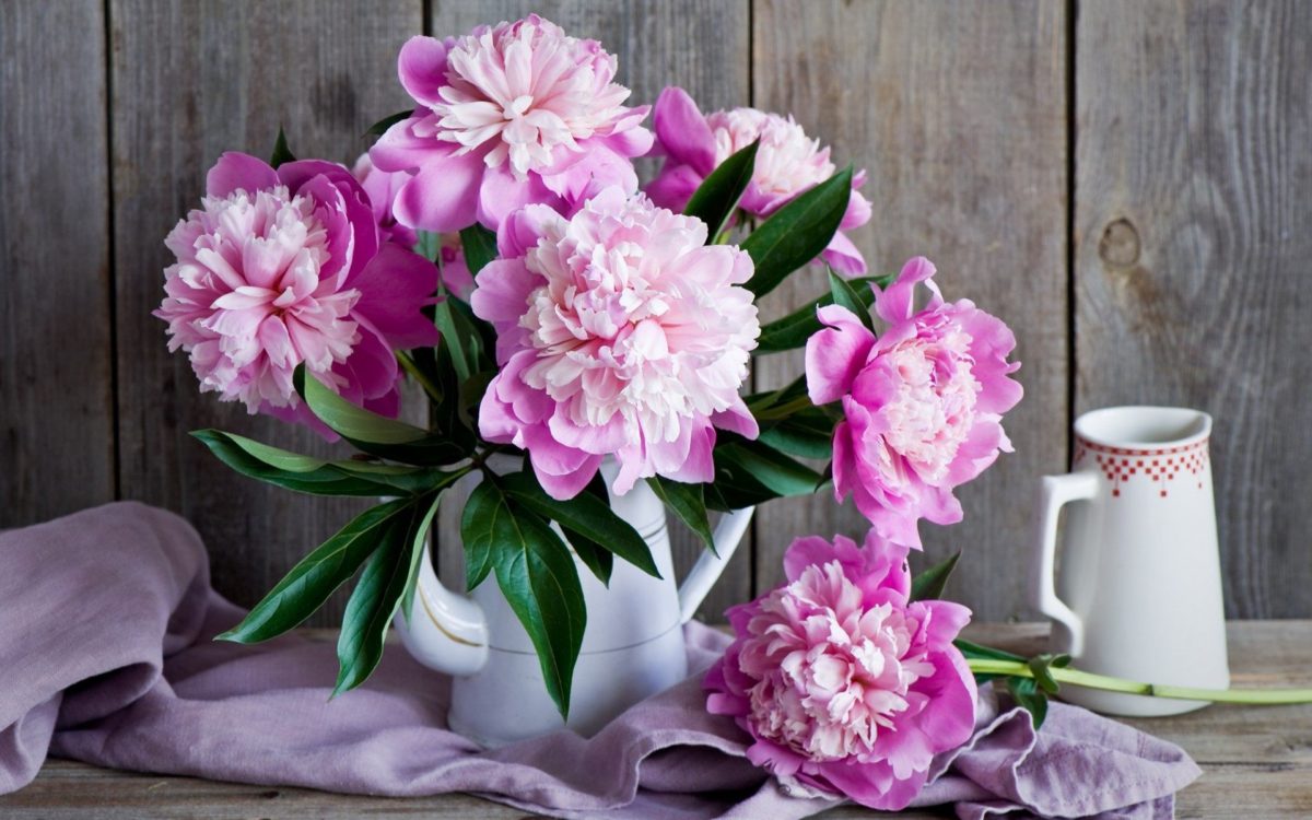 56+ Peonies Wallpaper Desktop