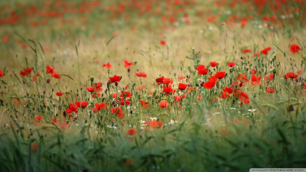 48+ Field of Poppies