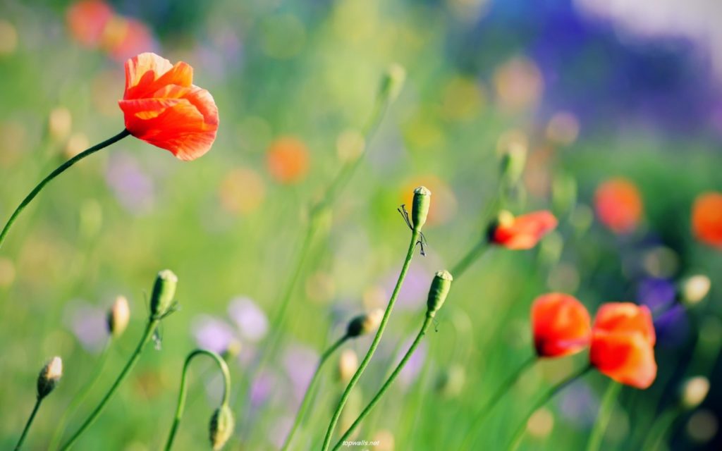 48+ Field of Poppies
