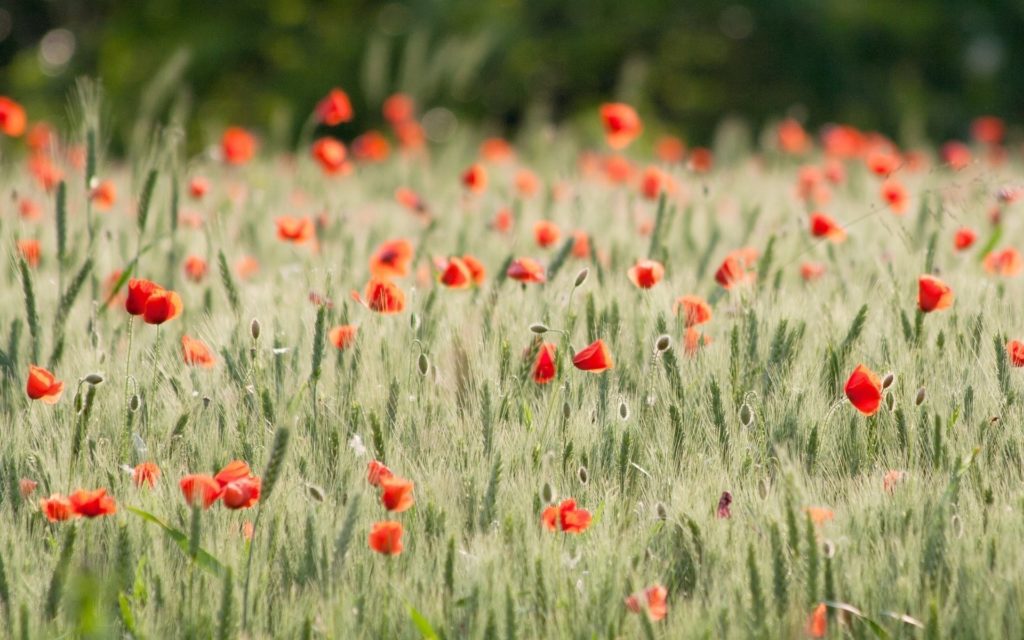 48+ Field of Poppies