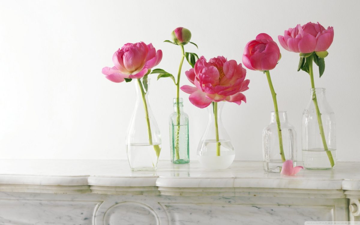 56+ Desktop Wallpaper Peonies