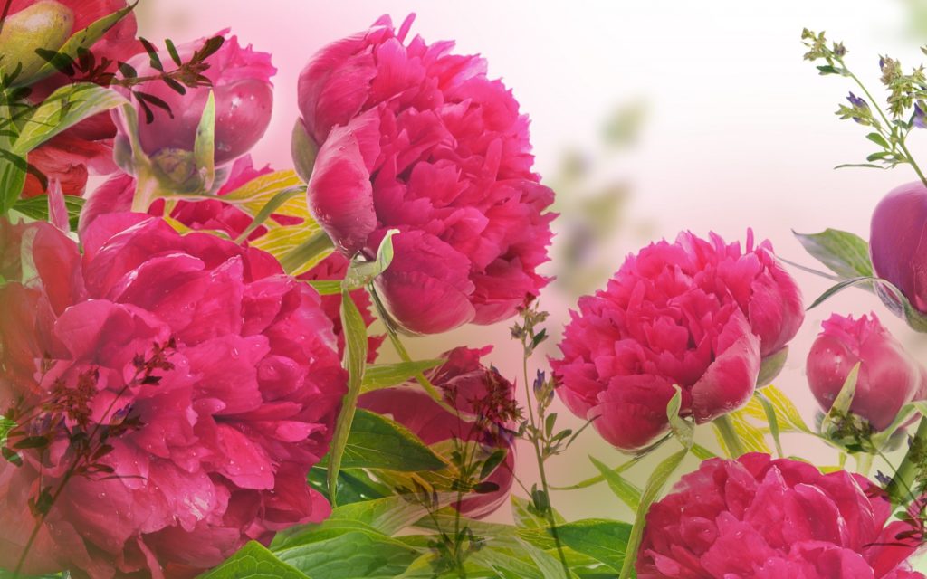 56+ Desktop Wallpaper Peonies