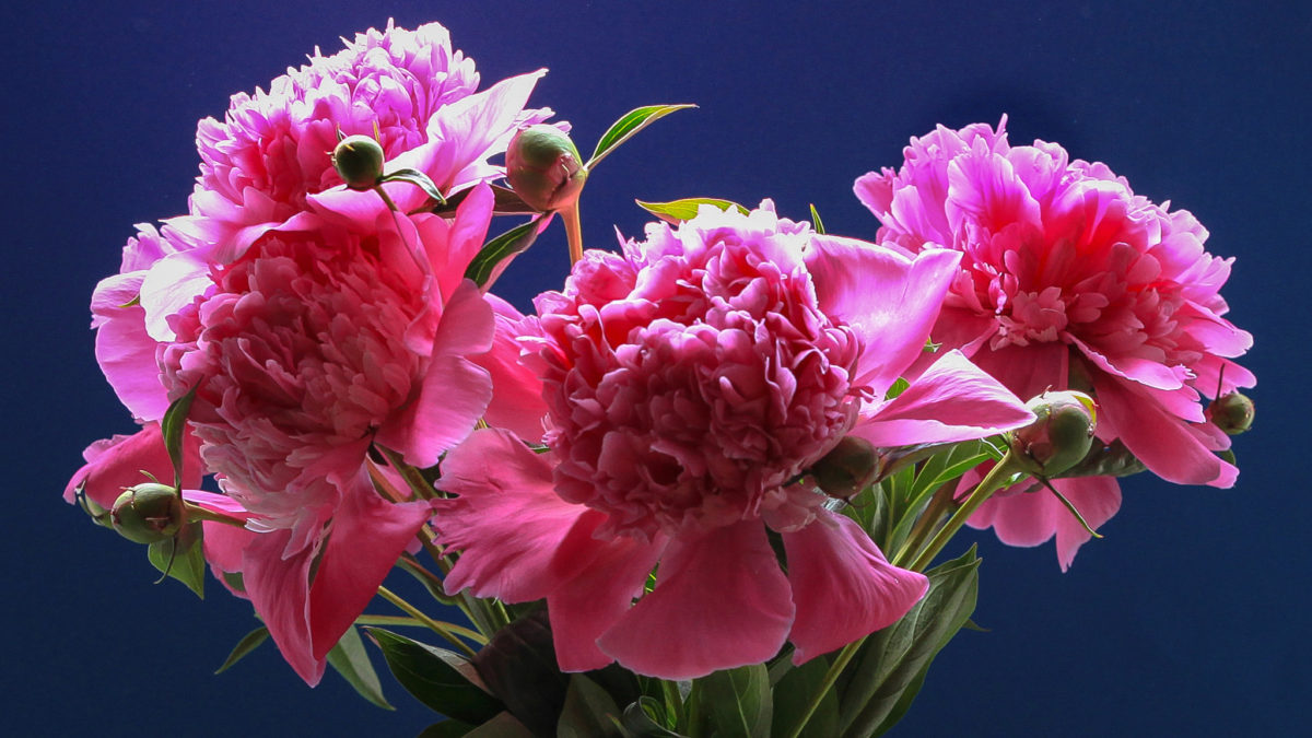 56+ Desktop Wallpaper Peonies
