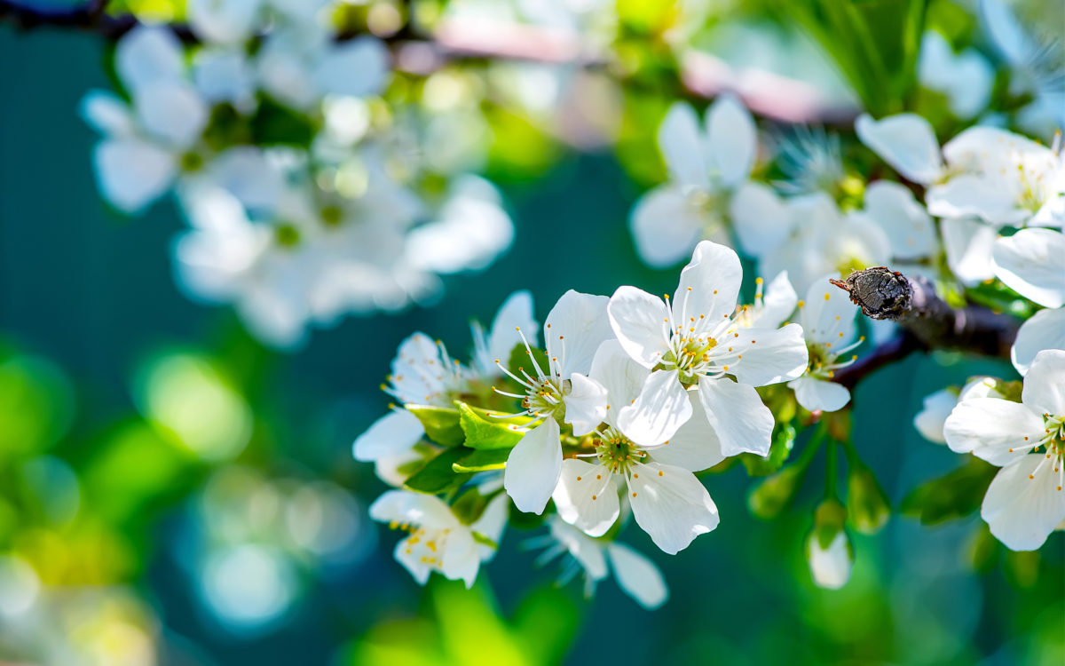 69+ Google Images Flowers
