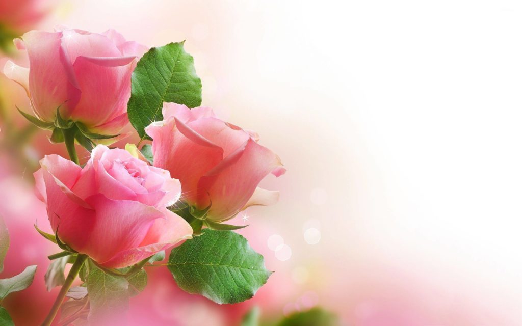 69+ Google Images Flowers