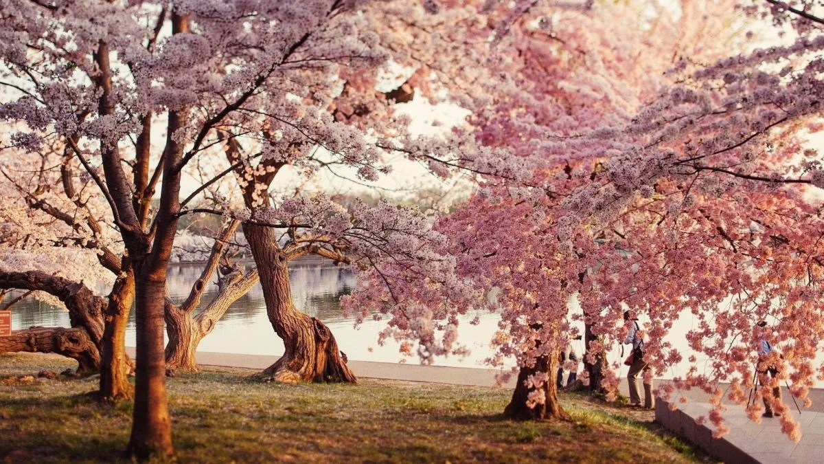 Cherry Blossom Tree Desktop Wallpaper – , New Wallpapers, New