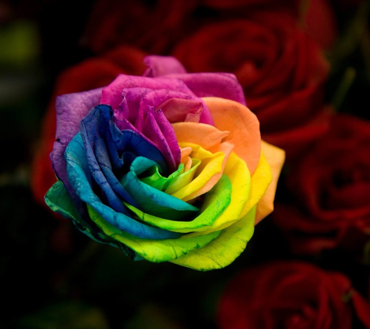 42+ Rainbow Roses