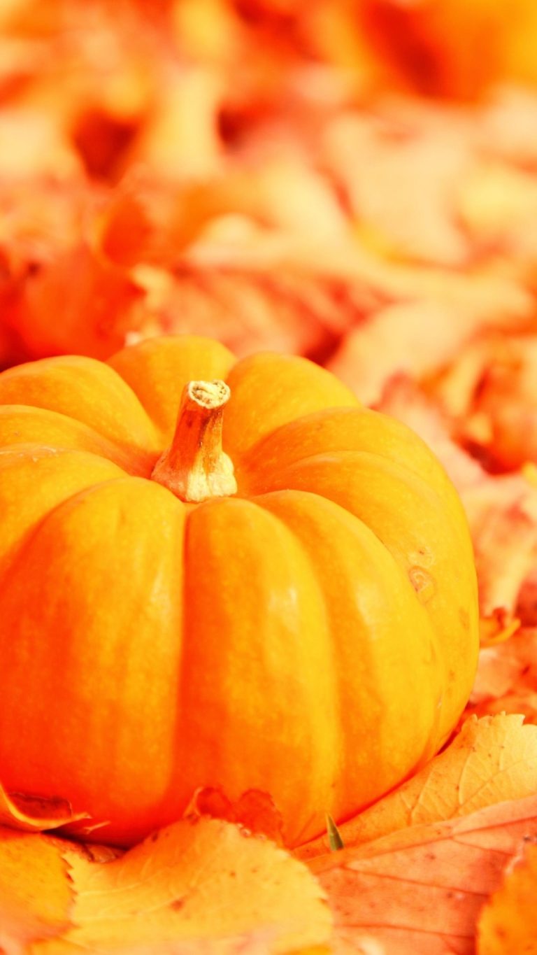 59+ Fall Pumpkin Wallpaper and Screensavers