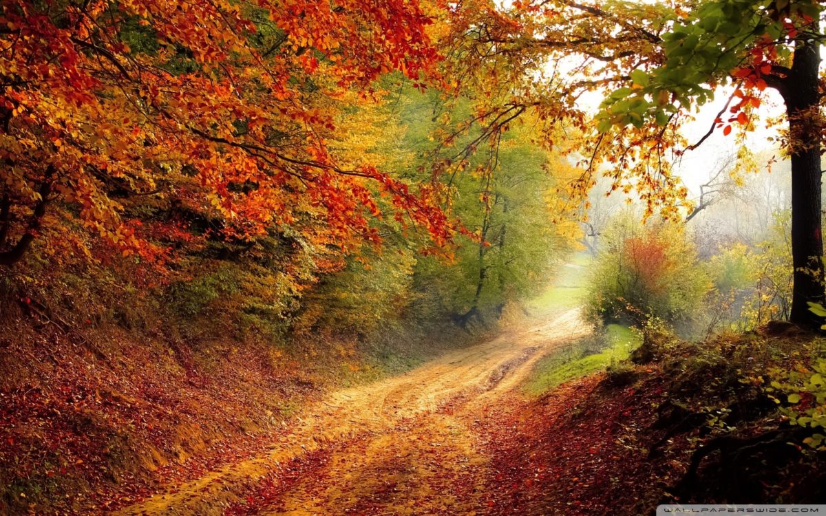 59+ Fall Pumpkin Wallpaper and Screensavers