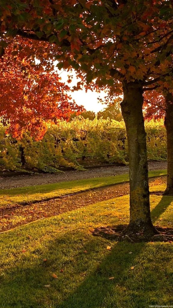 59+ Fall Pumpkin Wallpaper and Screensavers