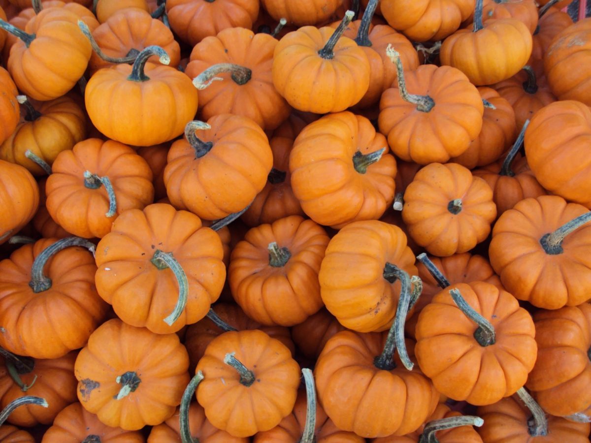 64+ Pumpkin Backgrounds