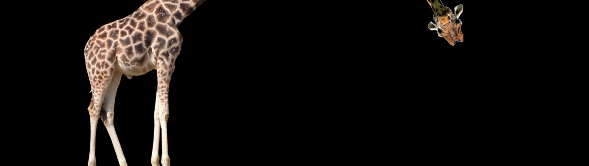 Giraffe Dual Screen Monitor HD Wallpaper. Download Giraffe 3840 x 1080