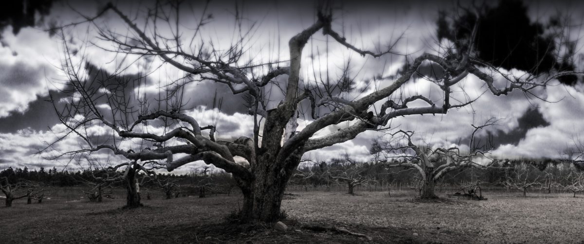 Dead Tree Dual Screen Wallpaper