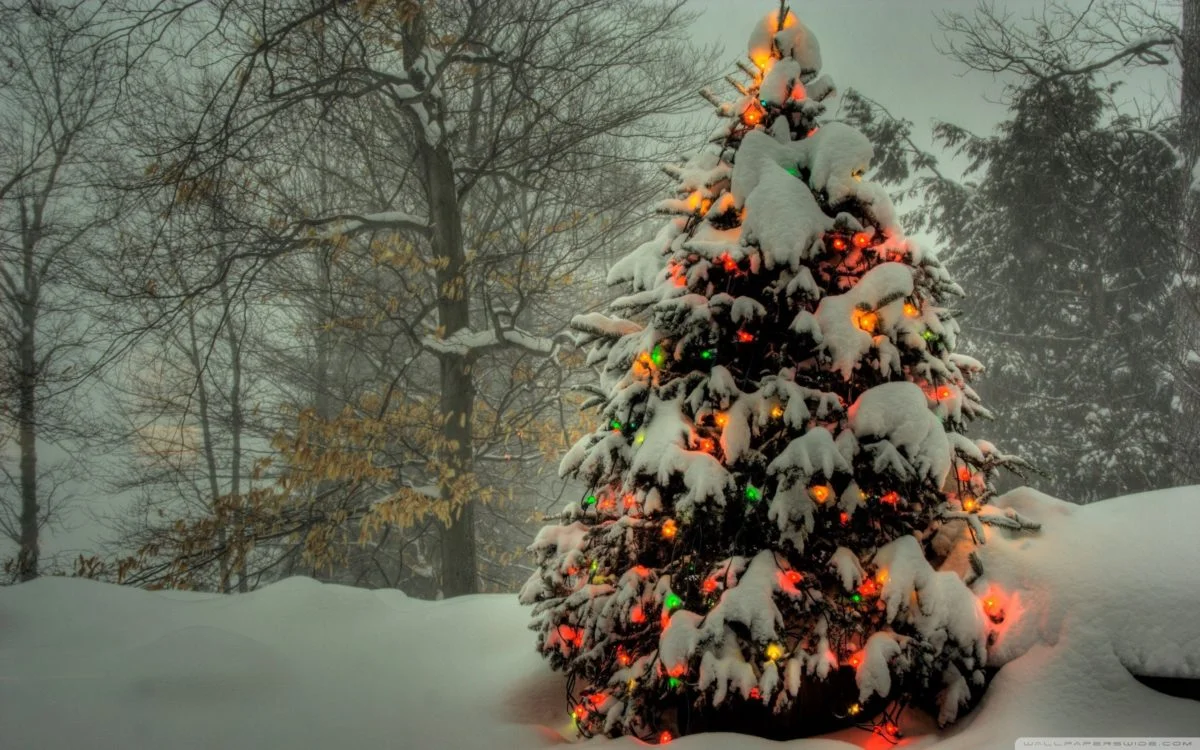 74+ Christmas Tree Desktop Background