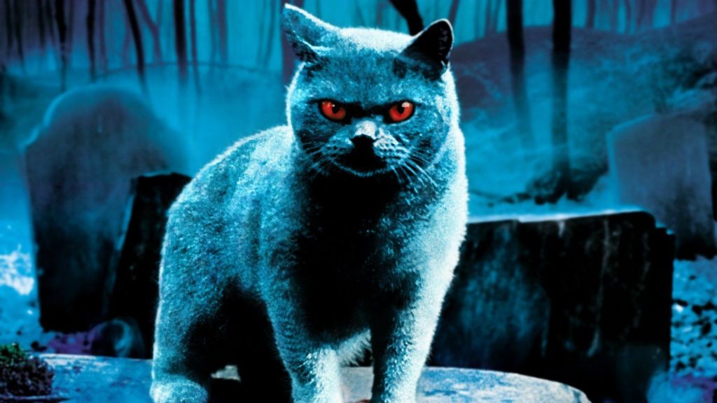 Horror Cat Hd Wallpaper. Download