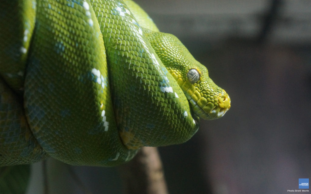 60+ Snake Eyes