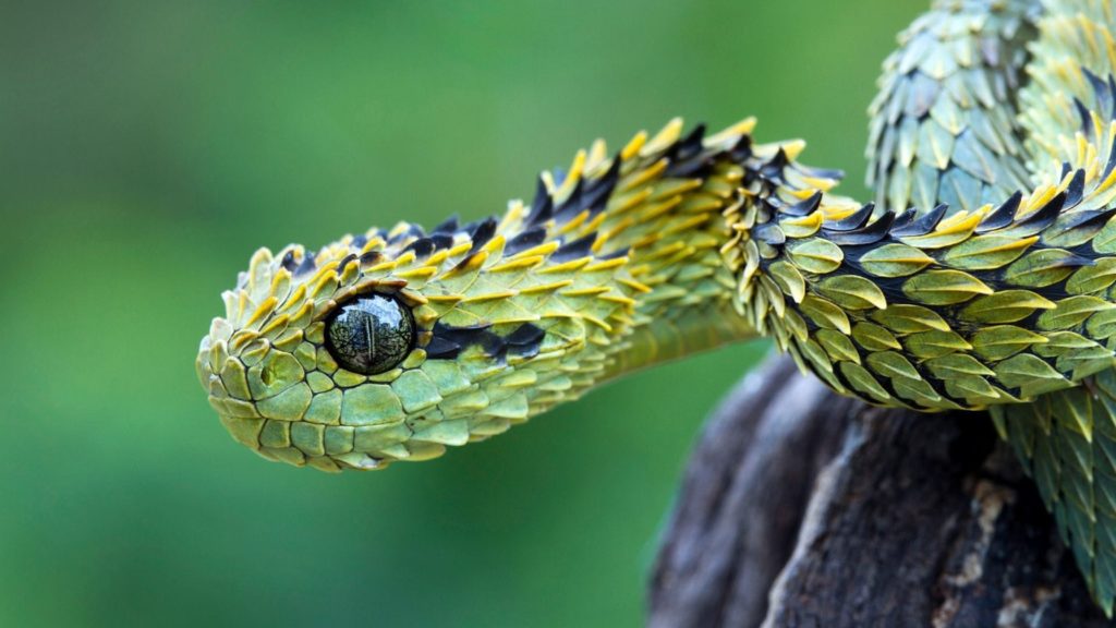 60+ Snake Eyes