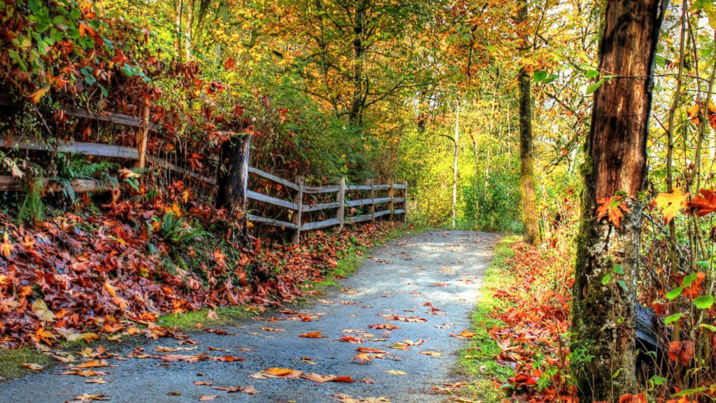 40 units of Hd Wallpaper Nature