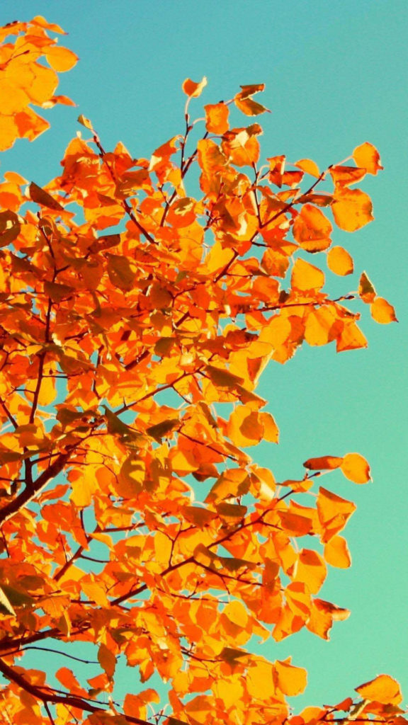 59+ Fall Wallpaper Backgrounds