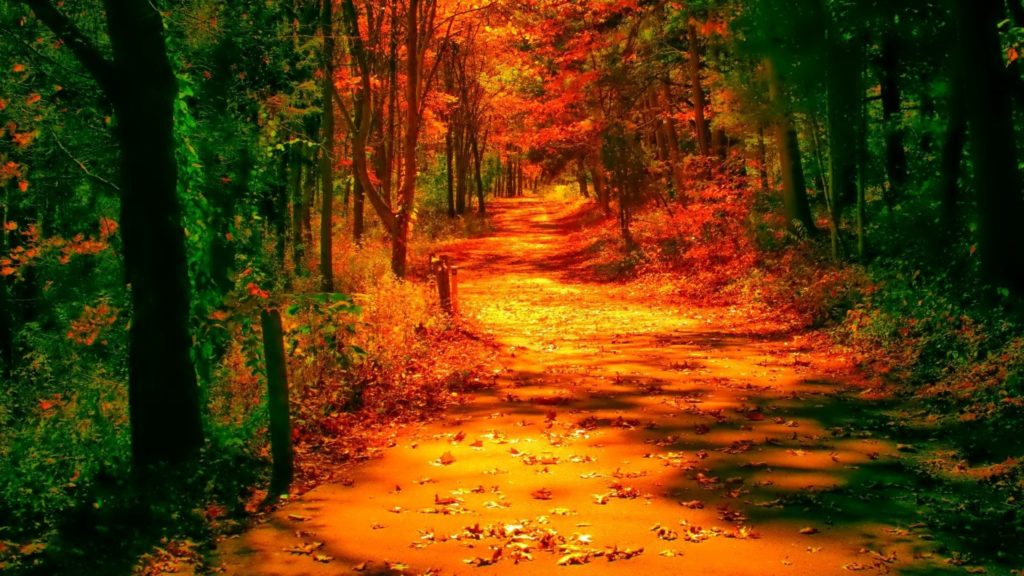 44+ Beautiful Fall Scenery