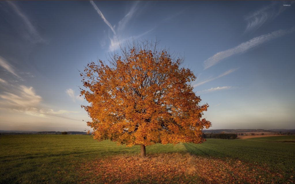 59+ Autumn Tree