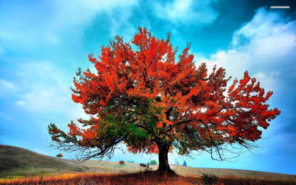 59+ Autumn Tree