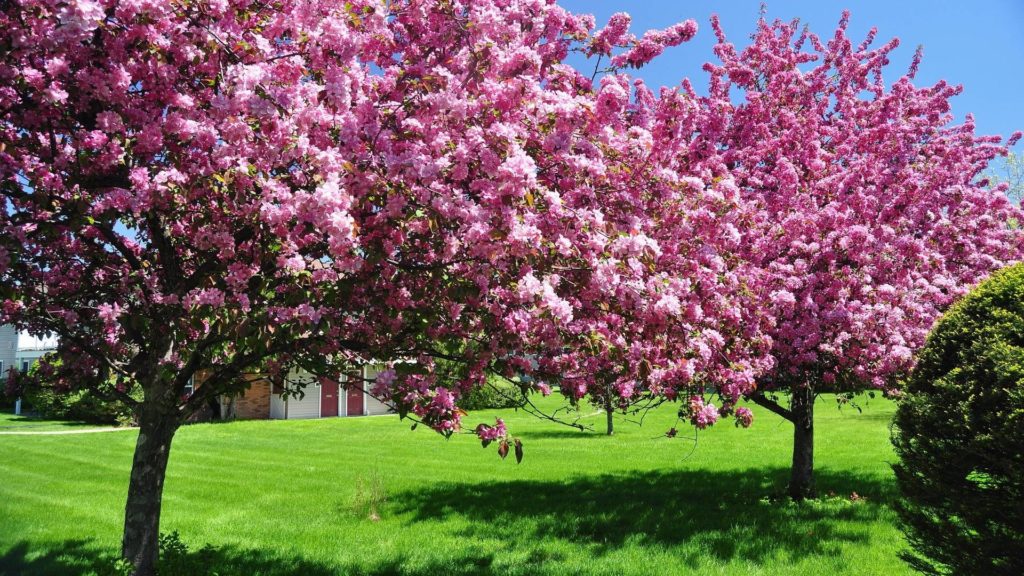 Wallpapers For Spring Desktop Wallpaper Hd