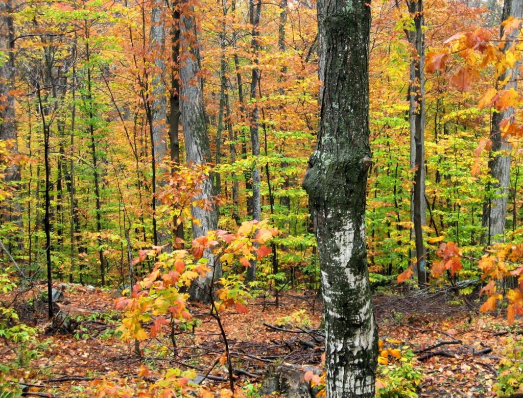 59+ Fall Screen Backgrounds