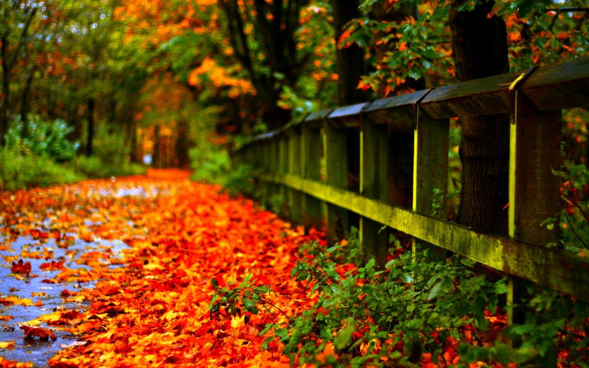 42+ Fall Colors Background
