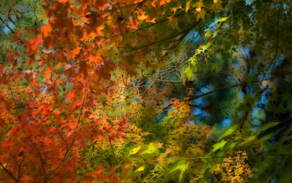 42+ Fall Colors Background