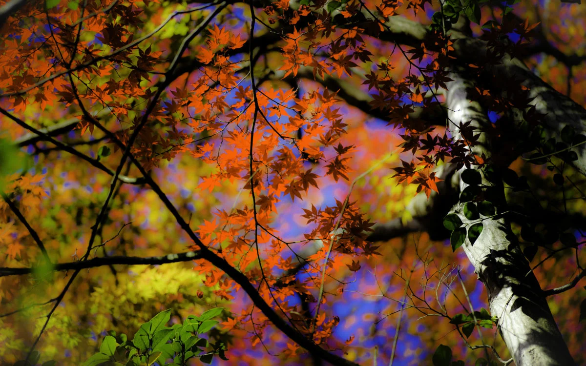 42+ Fall Colors Background
