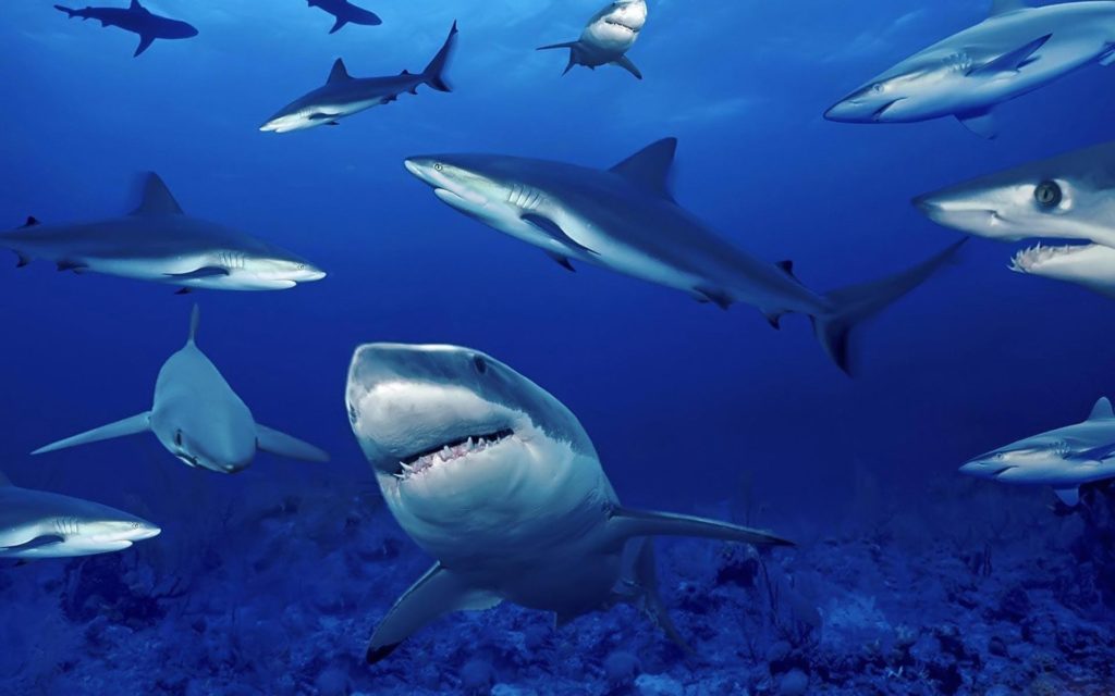 45+ HD Ocean Sea Life