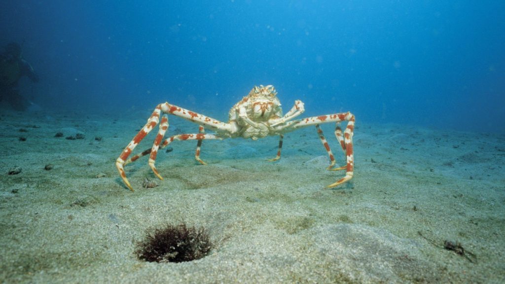 45+ HD Ocean Sea Life