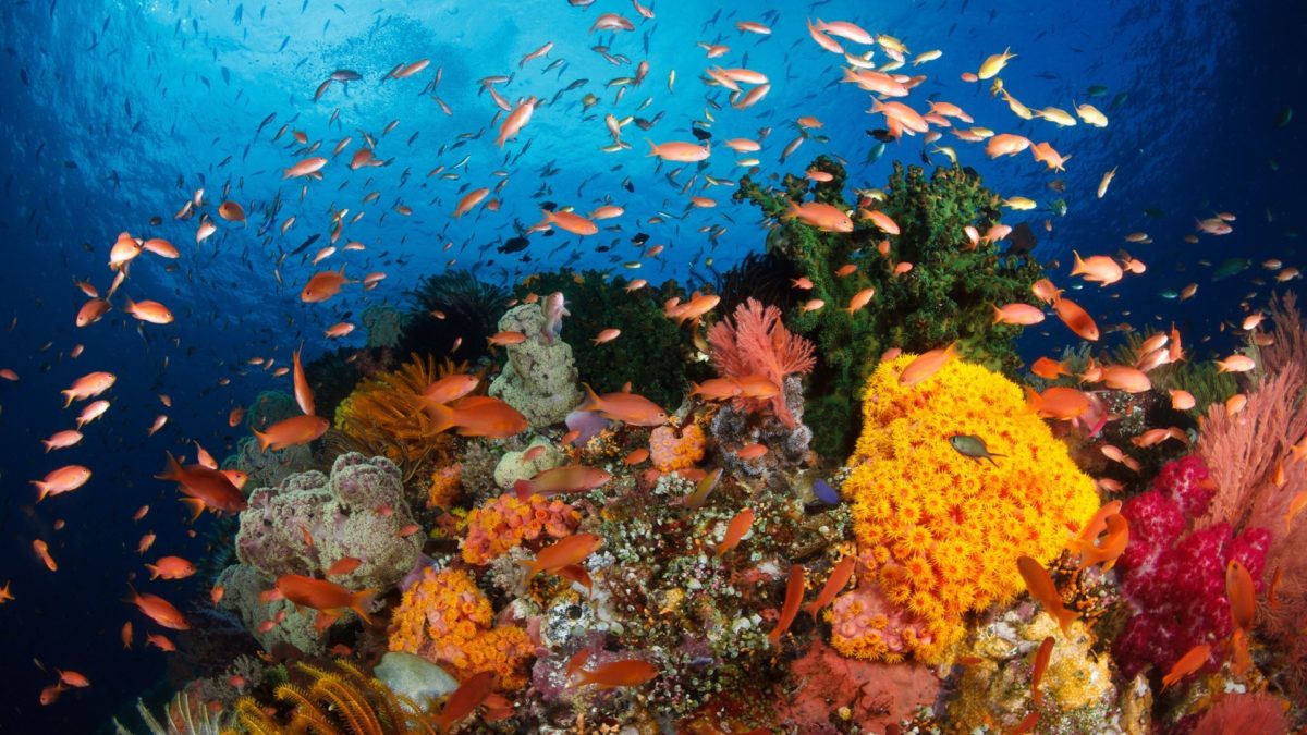 64+ Coral Reef Wallpaper HD