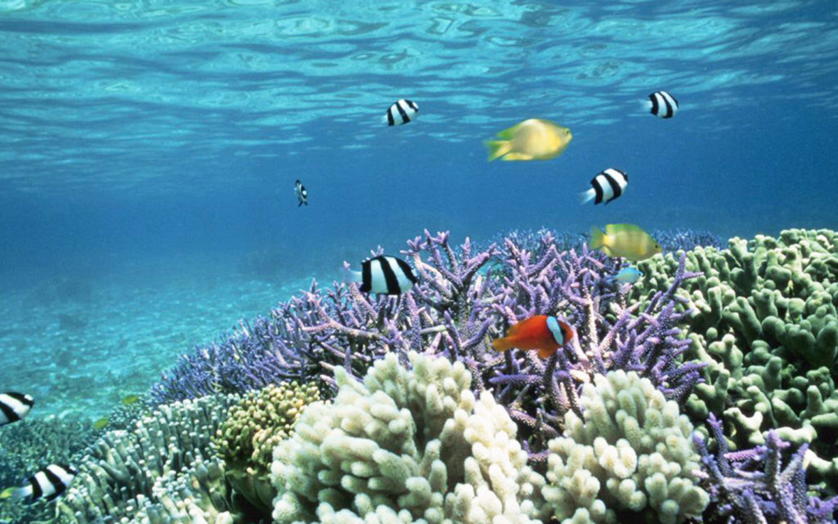 64+ Coral Reef Wallpaper HD