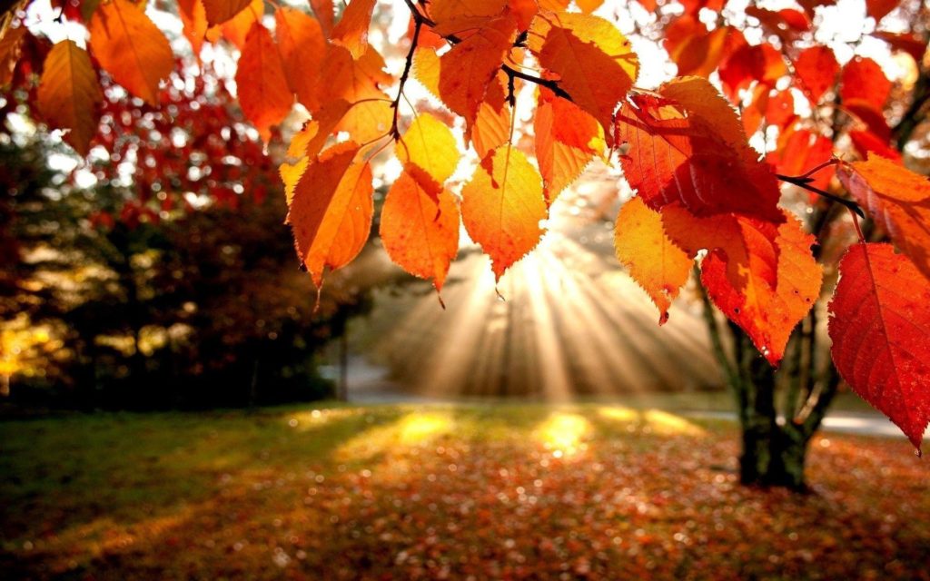 58+ Fall Leaves Desktop