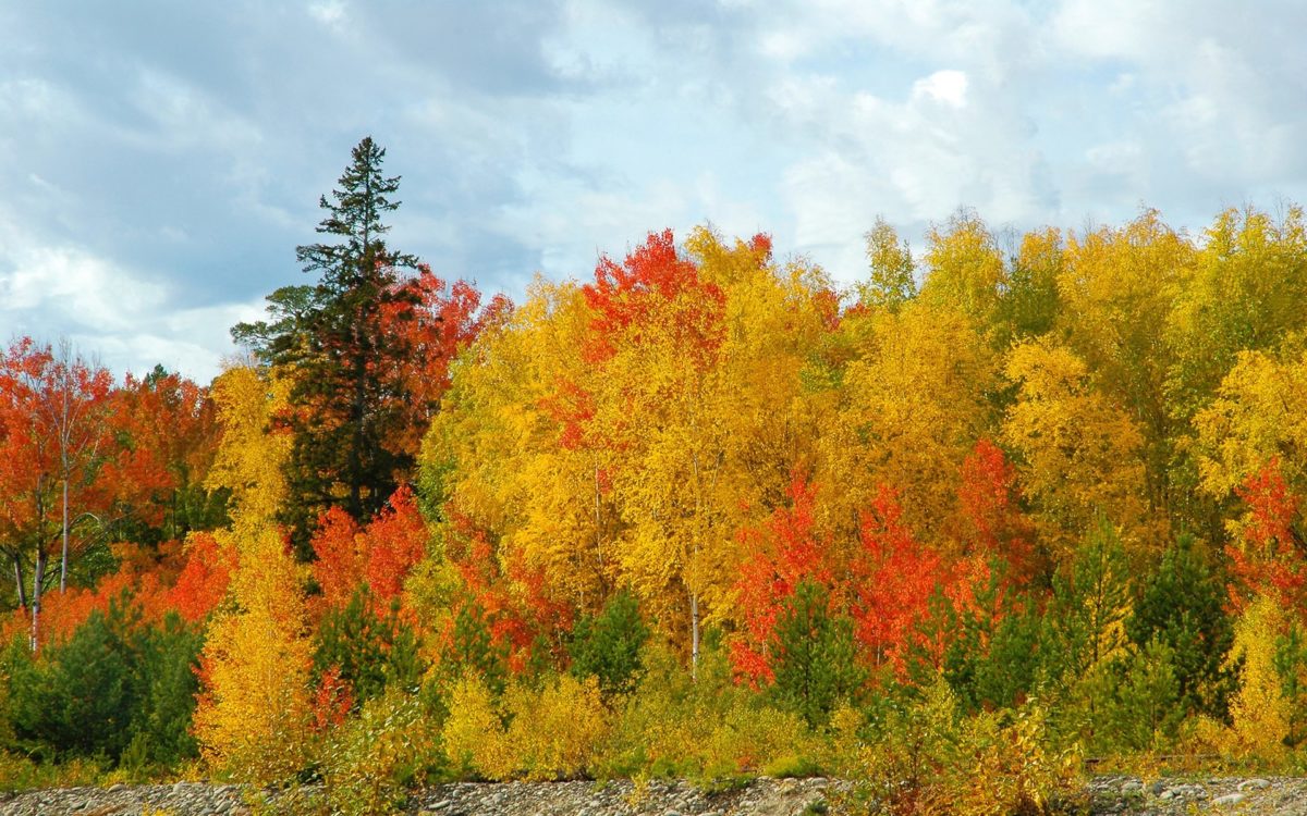 48+ Fall Screensavers and Wallpaper