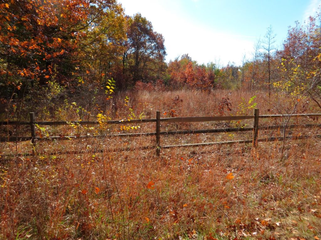 45+ Fall Foliage Backgrounds