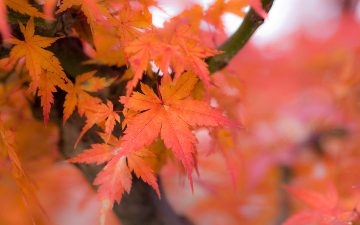 45+ Fall Foliage Backgrounds