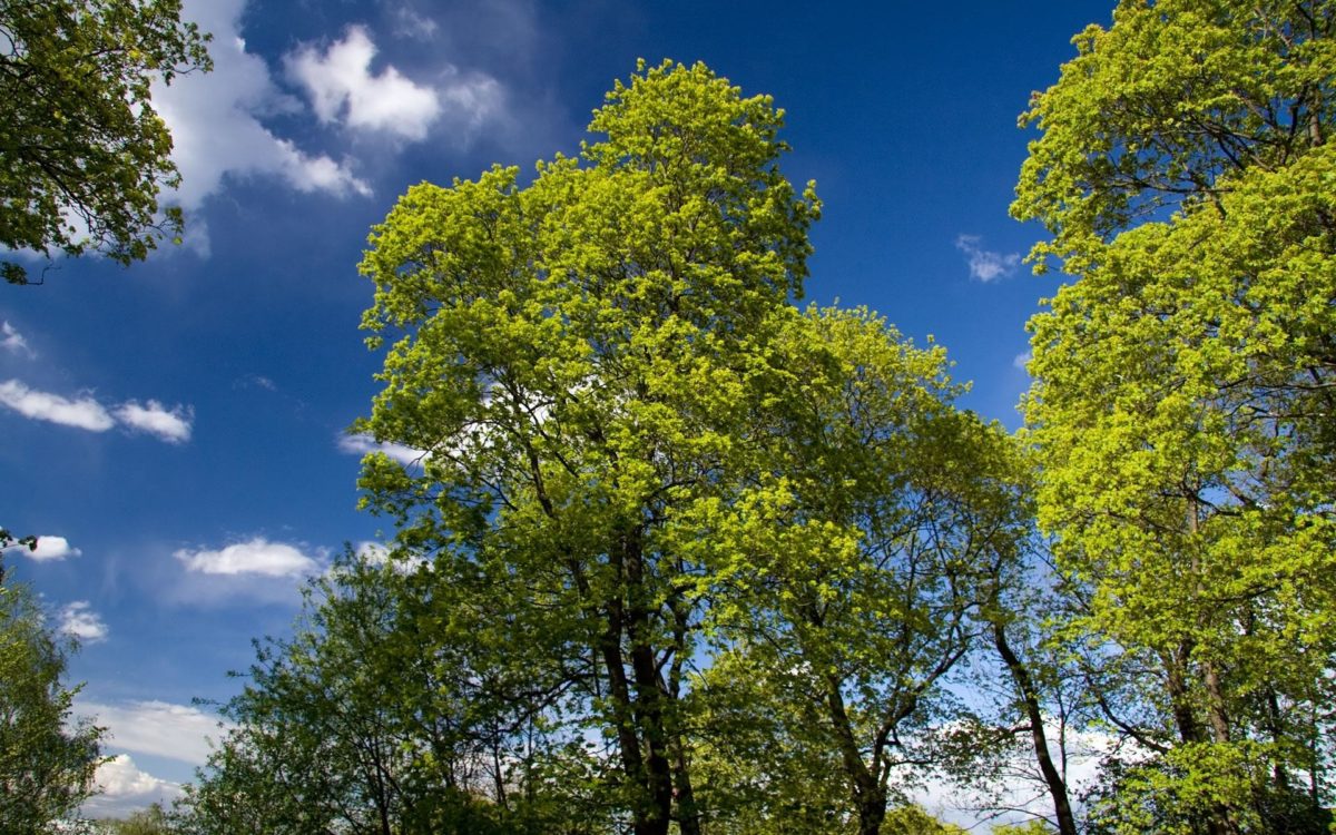 58+ Nature Wallpaper and Screensavers