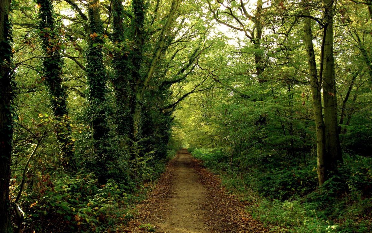 55+ Forest Path