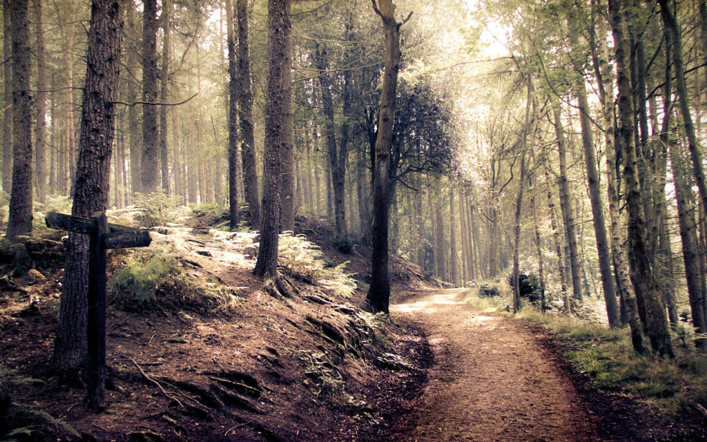 55+ Forest Path