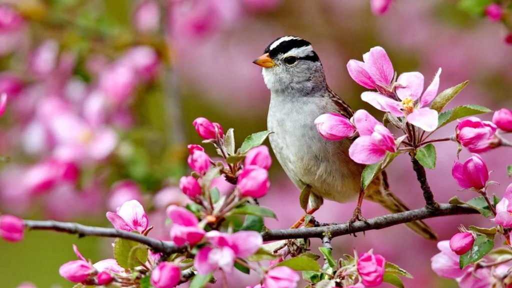61+ Spring Nature Images