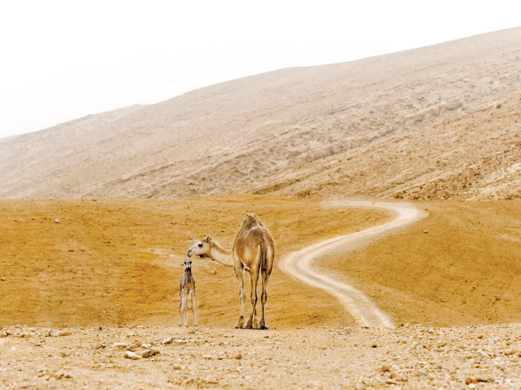 49+ Israel Wallpaper Landscapes