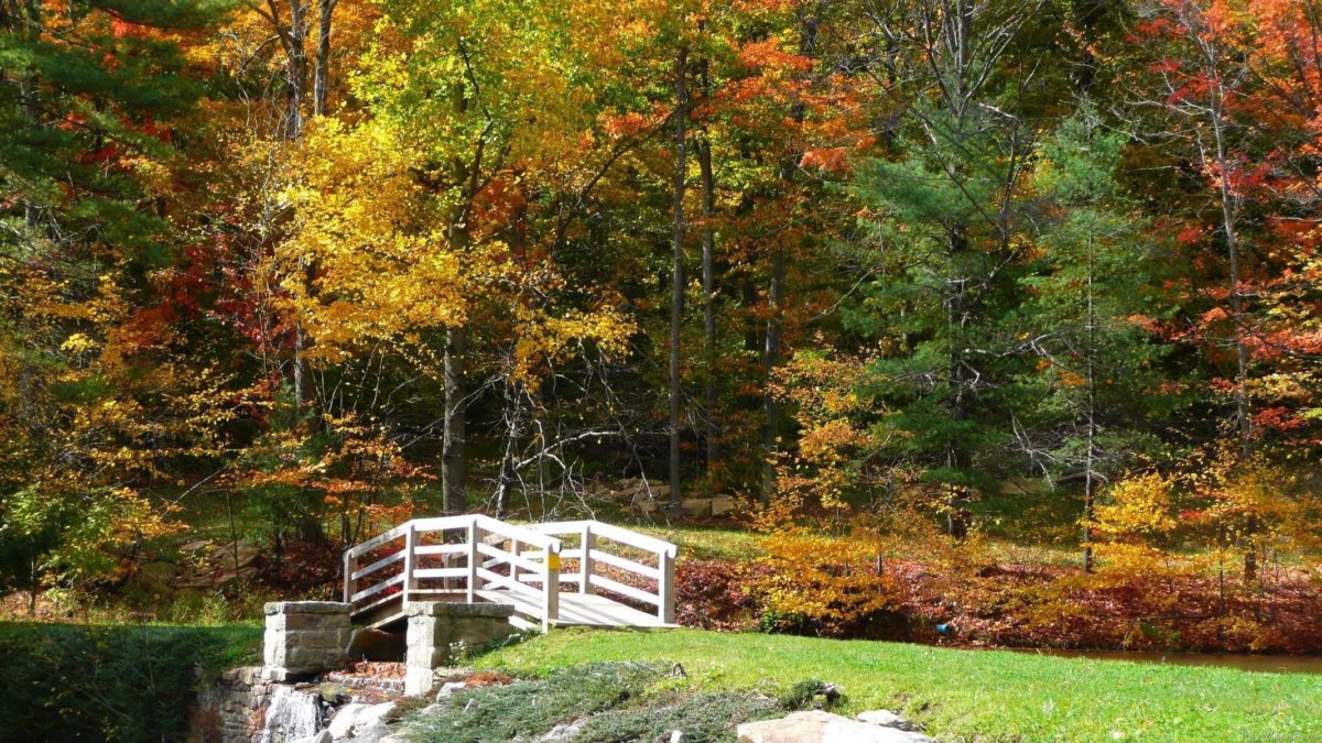 46+ Pretty Fall Backgrounds
