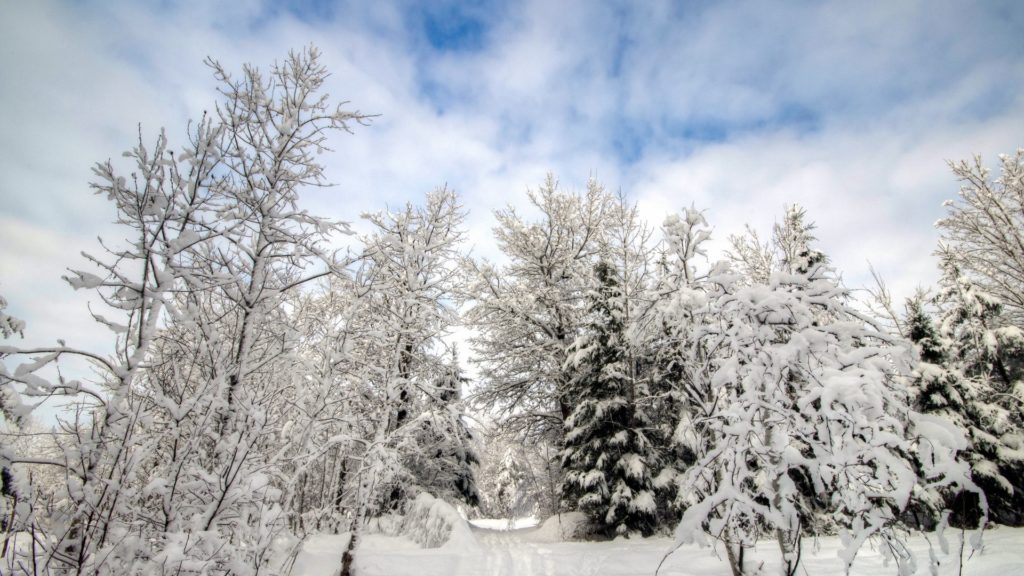 59+ Snow Forest