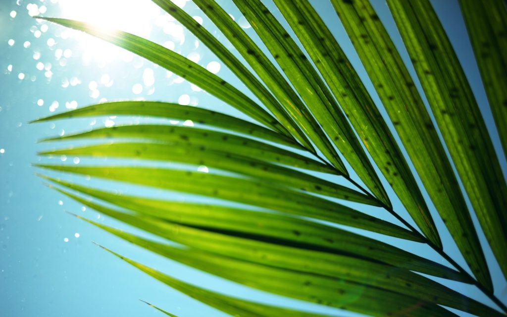 63+ Palm Tree