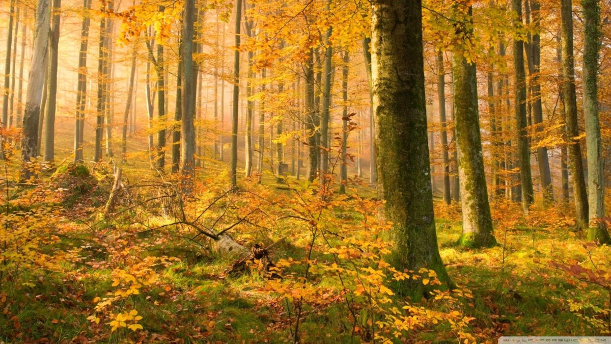 52+ German Landscapes