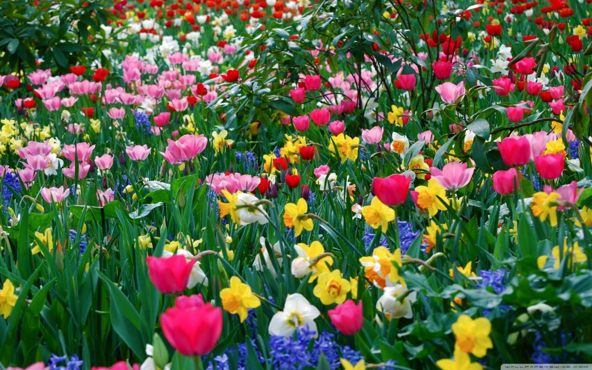 54+ Spring Desktop Wallpaper Screensaver