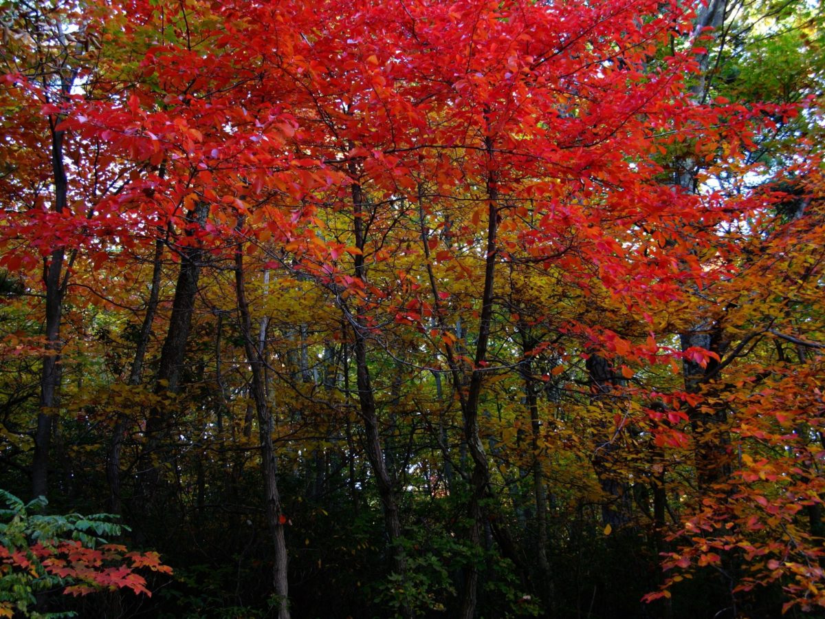 58+ Fall Computer Background